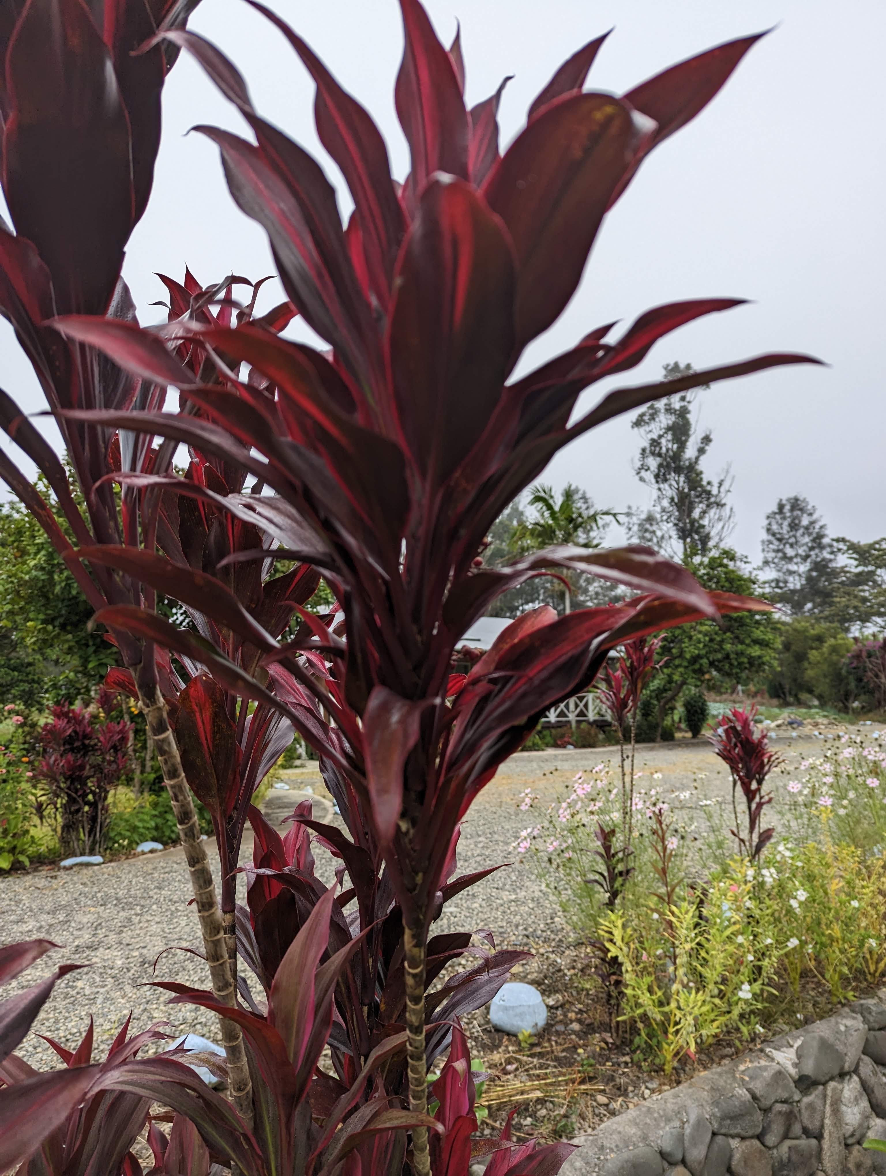 Being Catholic, Imaging Christ and Belisi – Liturgy on the Margins